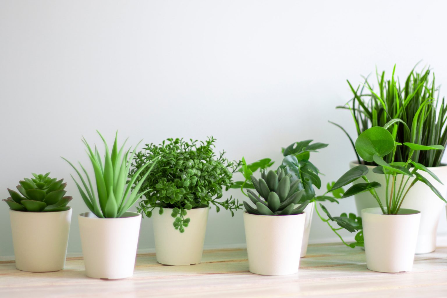 Plantas Artificiales de Alto Realismo - Decoplanta Green, S.L.